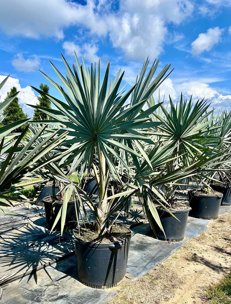 Shop All – floridaplantsolutions