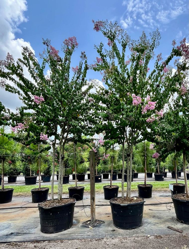 Why Gardeners Love the Crape Myrtle ‘Muskogee’? – floridaplantsolutions