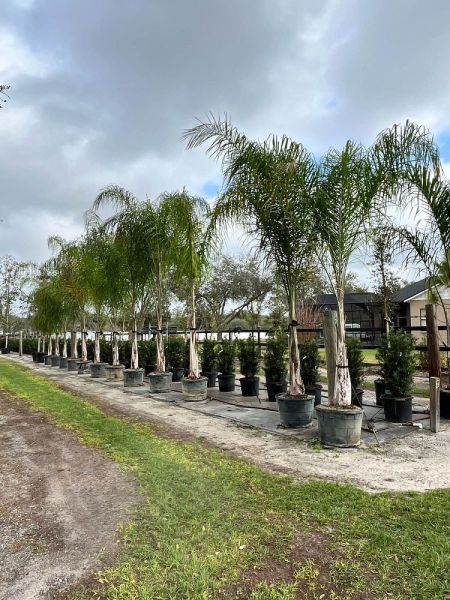 Add Elegance to Your Garden with the Queen Palm – floridaplantsolutions
